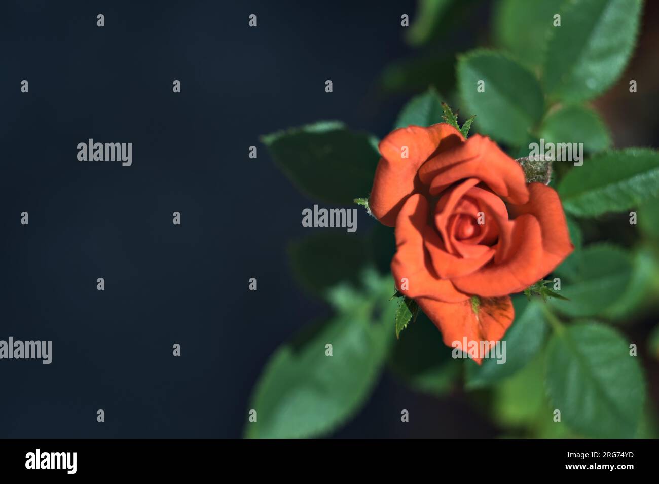 Miniature orange rose in bloom seen up close Stock Photo - Alamy