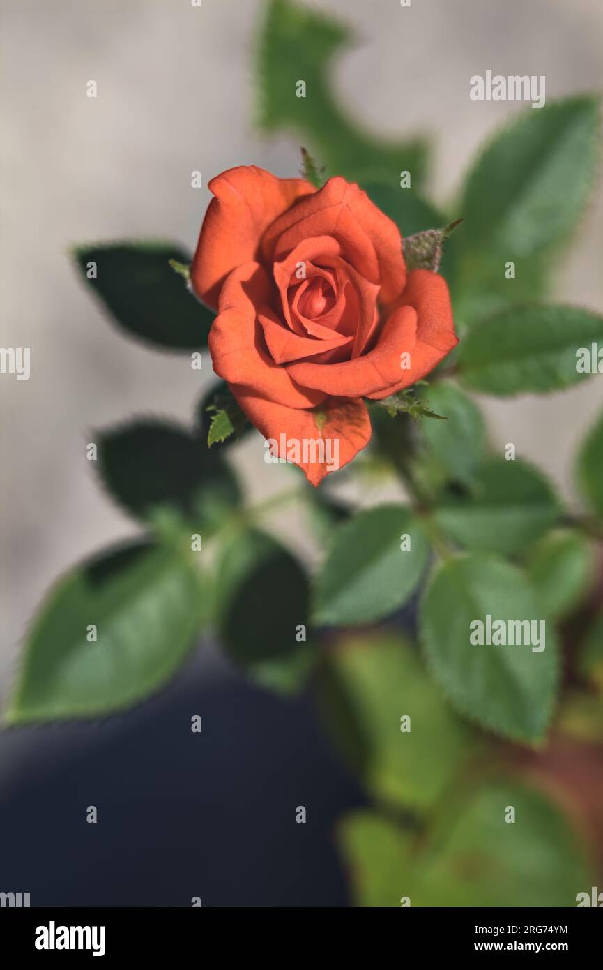 Miniature orange rose in bloom seen up close Stock Photo - Alamy
