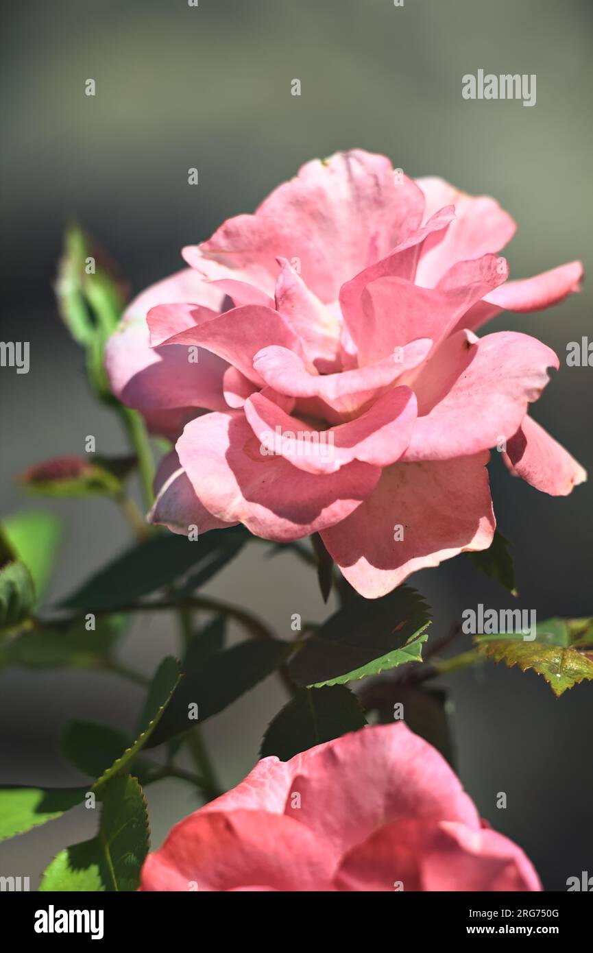 Two pink miniature roses in bloom seen up close Stock Photo - Alamy