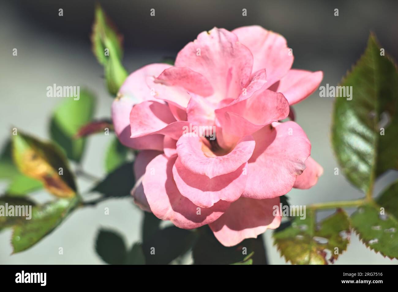 Miniature pink rose in bloom seen up close Stock Photo - Alamy