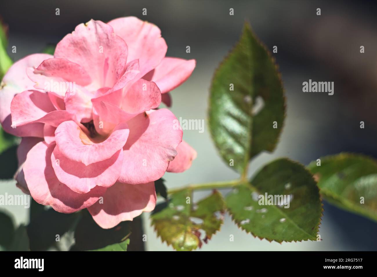 Miniature in romance of the rose hi-res stock photography and images ...