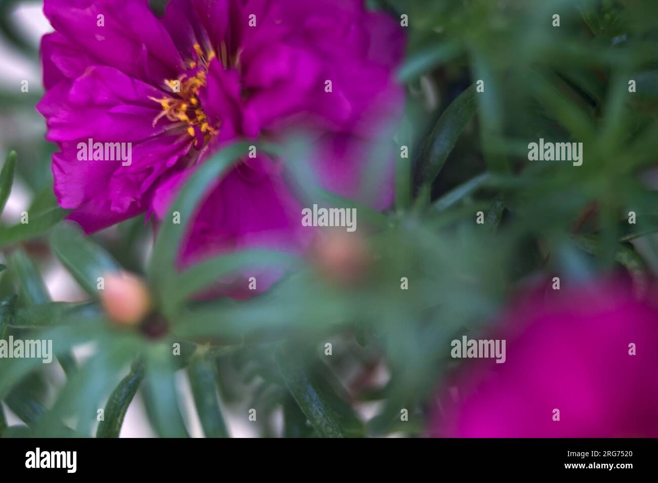 Purple portulaca in bloom seen up close Stock Photo - Alamy