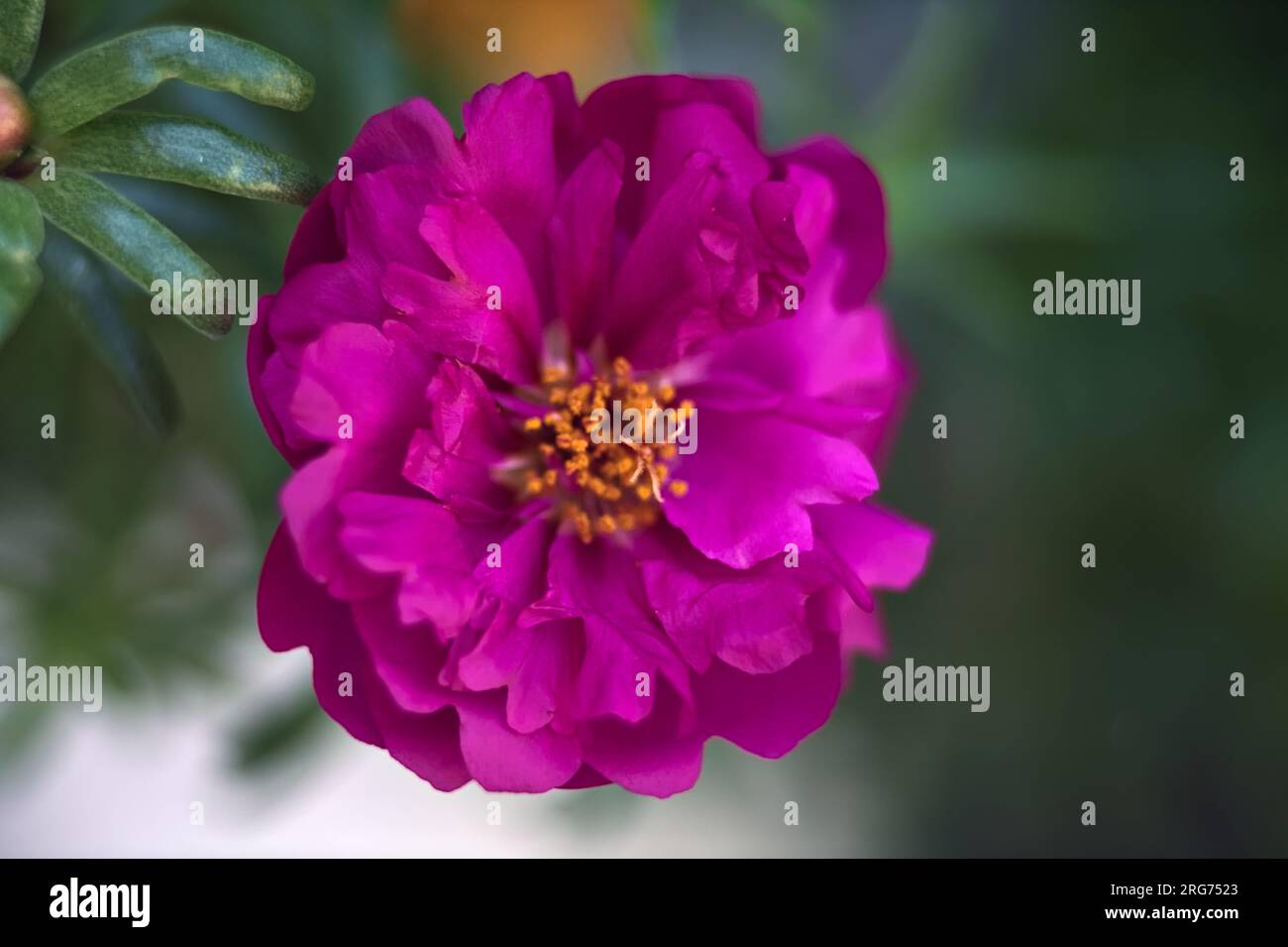 Purple portulaca in bloom seen up close Stock Photo - Alamy
