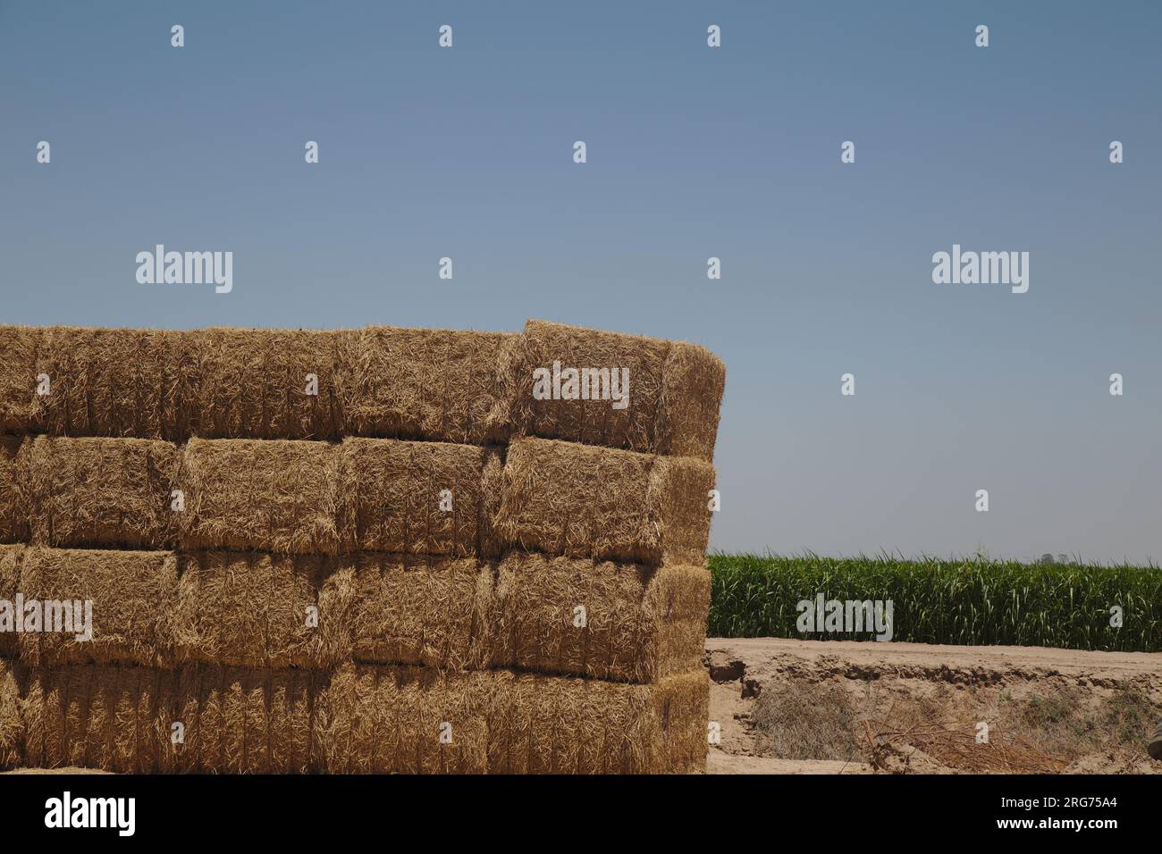 Rectangular stacks of hay against a light blue sky with a corn field in ...