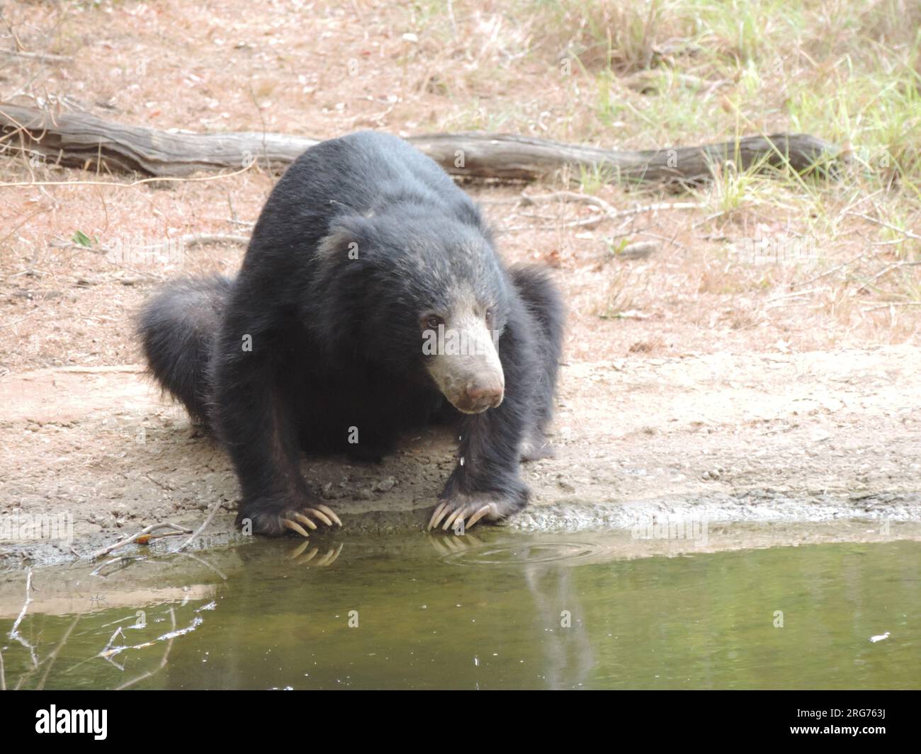 Bear sri lanka hi-res stock photography and images - Alamy