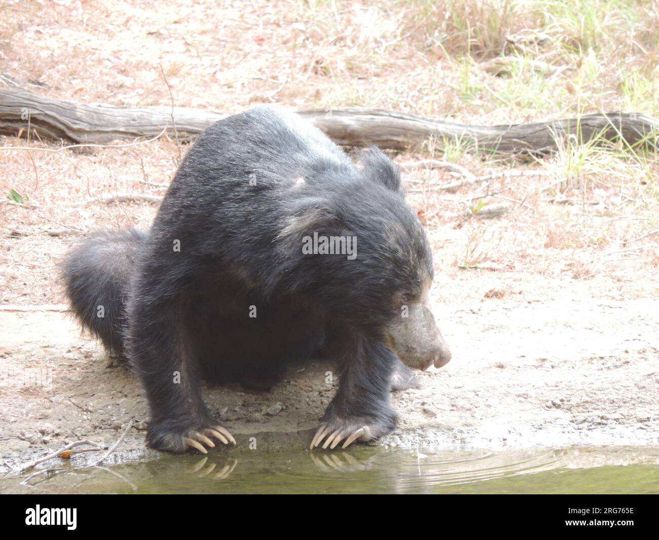 Sloth Bear Standing Up