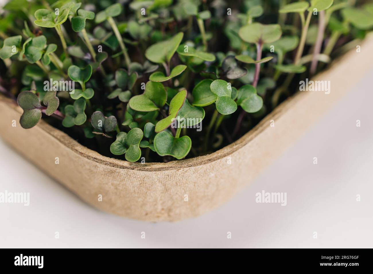 Growing micro leaves hi-res stock photography and images - Alamy