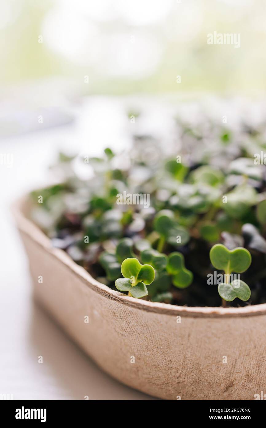 Microgreens ready to harvest in recycled paper container; sustainable ...