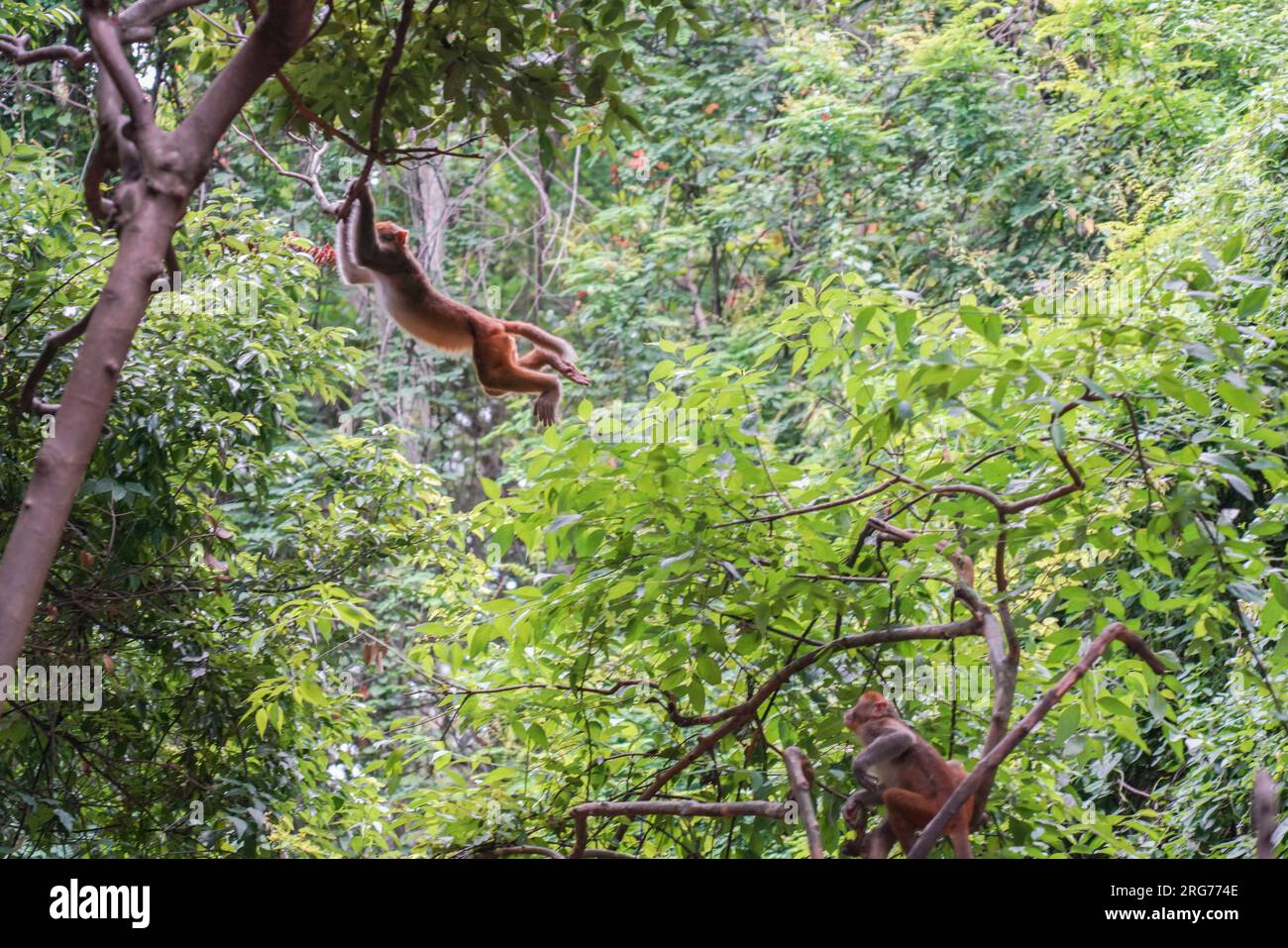 Guilin, China. 08th Aug, 2023. GUILIN, CHINA - AUGUST 6, 2023 ...