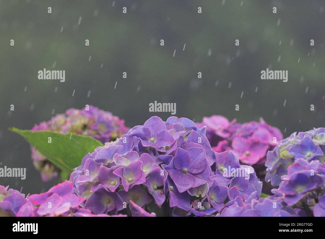 Himalayan flower hydrangea hi-res stock photography and images - Alamy