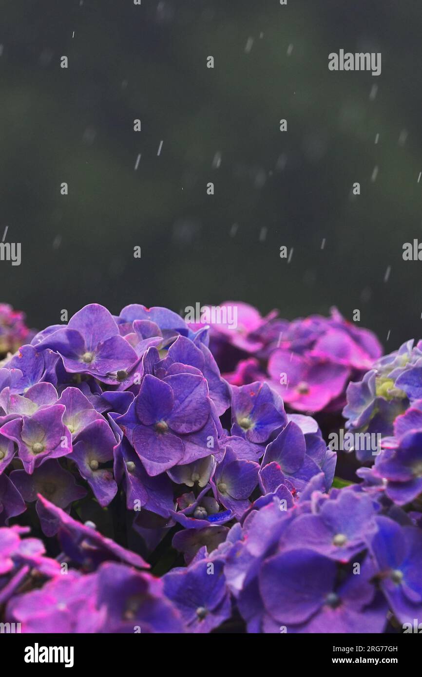 Himalayan flower hydrangea hi-res stock photography and images - Alamy