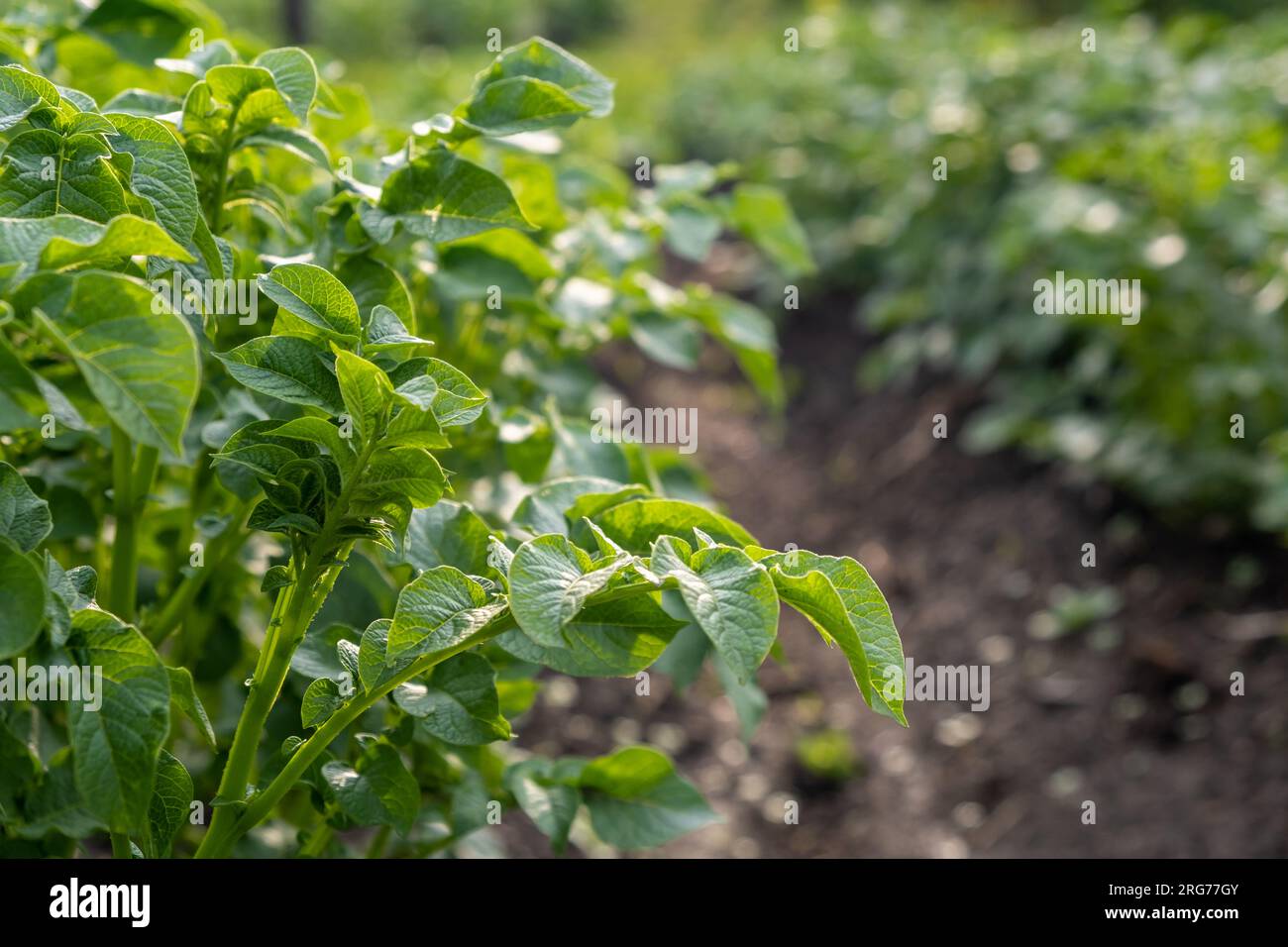Green field of potato crops in a row. Agriculture. Growing of potato ...