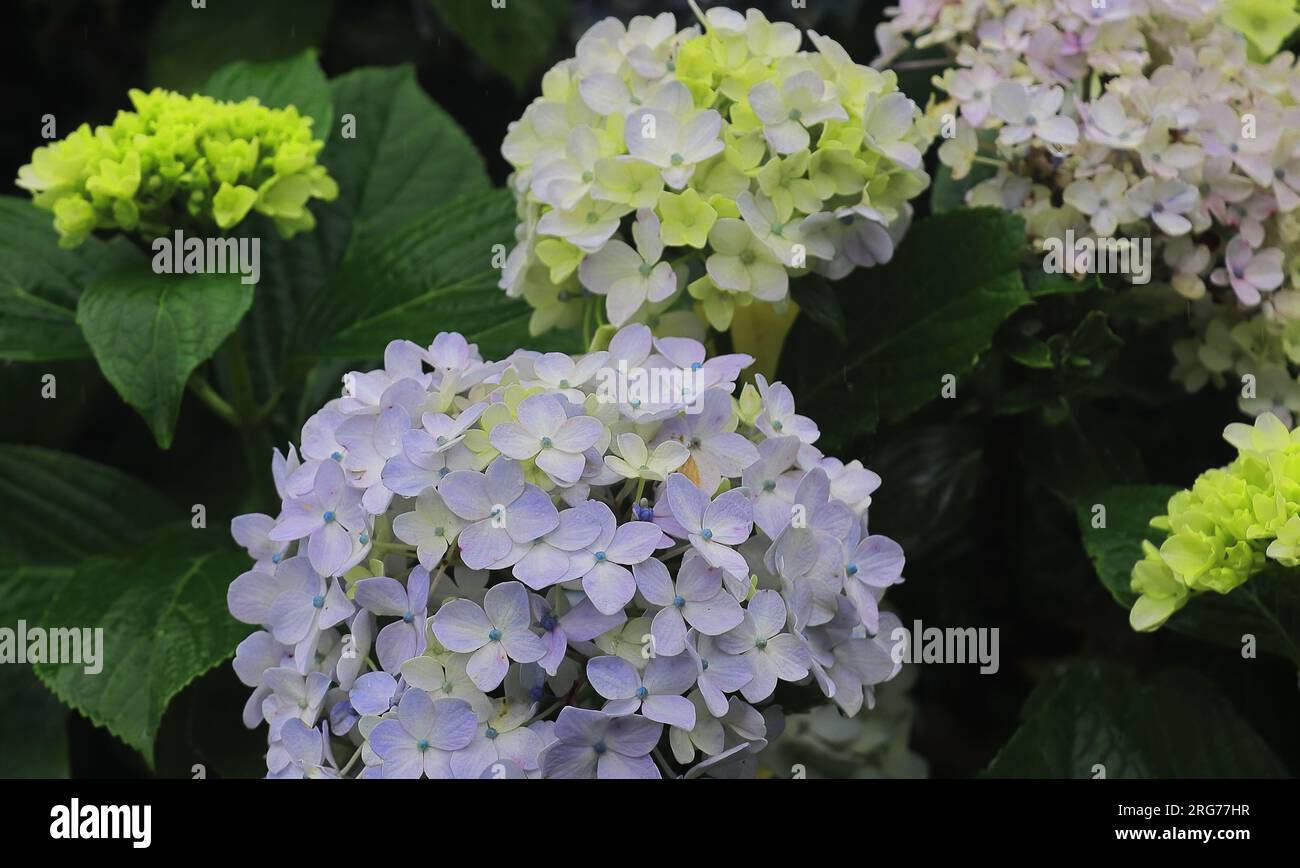 beautiful blue color hydrangea flowers are blooming in summer season ...