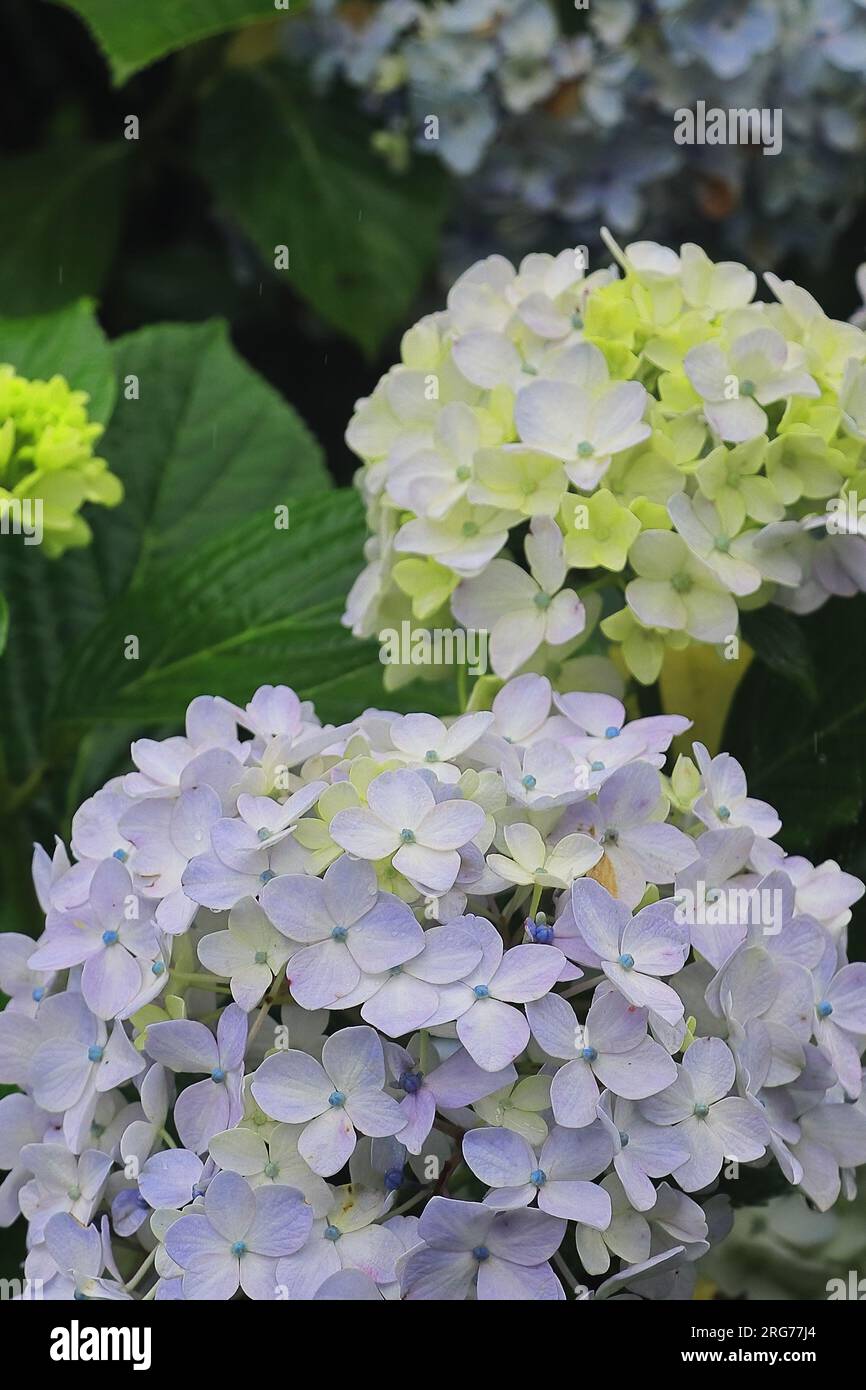 beautiful blue color hydrangea flowers are blooming in summer season ...