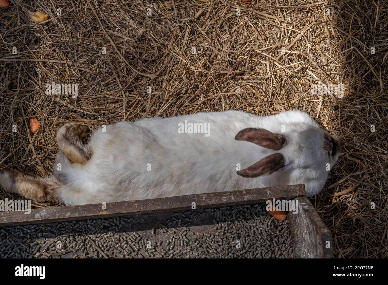 Different fluffy rabbits in the paddock lie resting and eating from ...