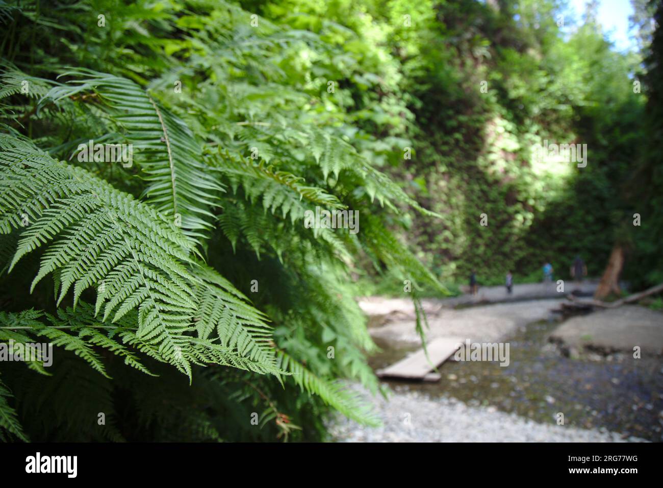 Redwood national park fern canyon hi-res stock photography and images ...