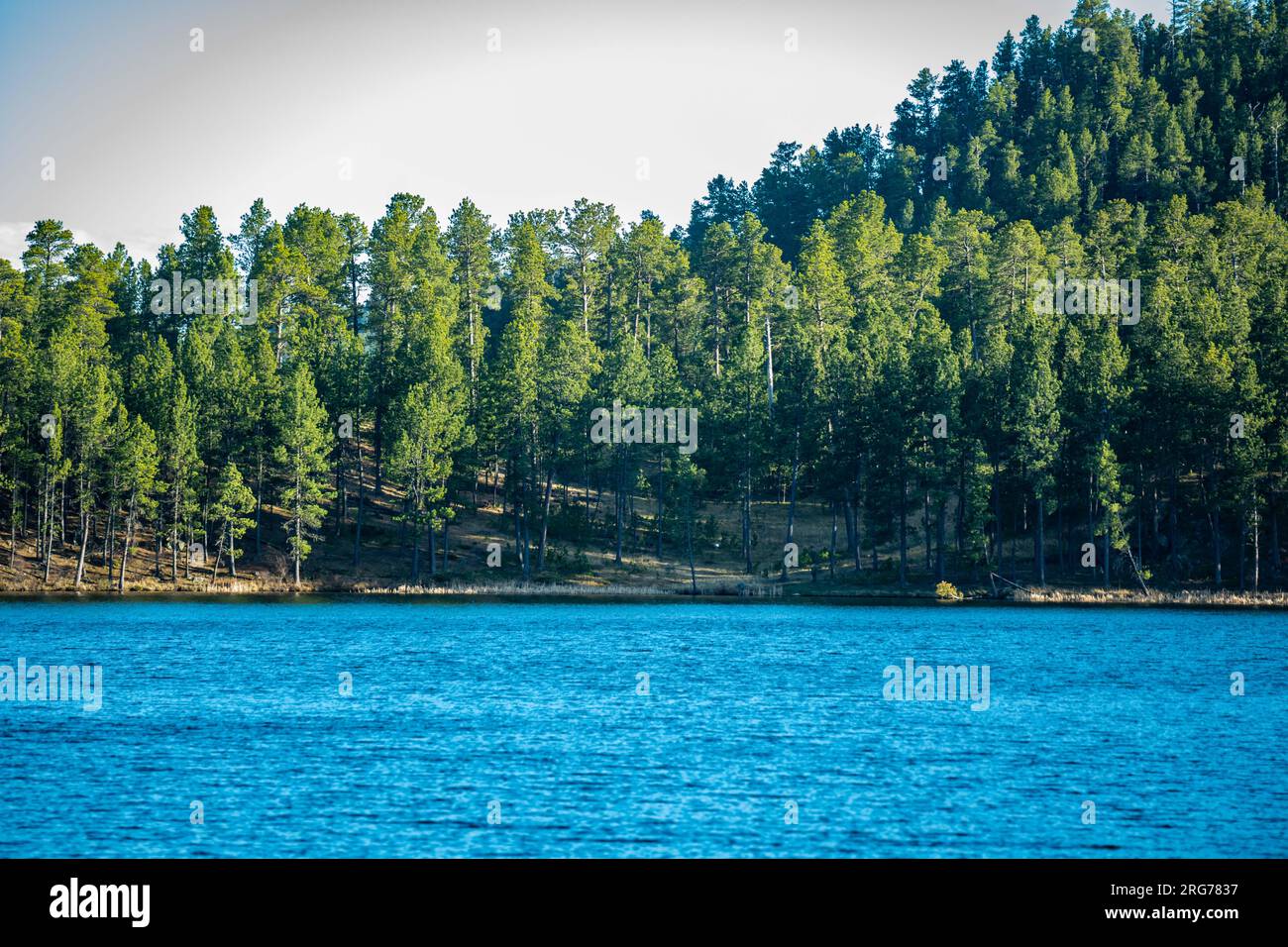 The legion Lake in Custer State Park, South Dakota Stock Photo - Alamy