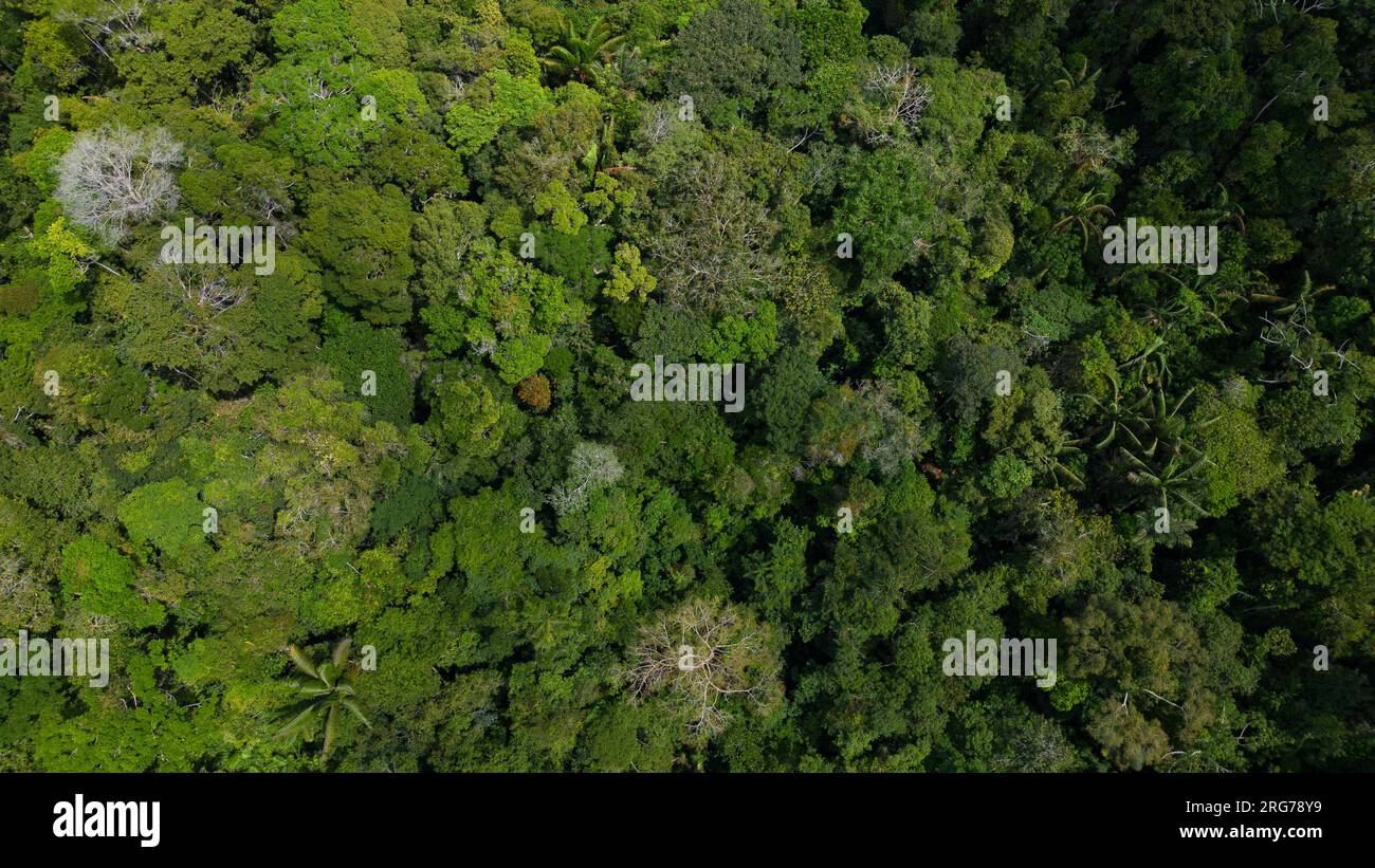 Bosques amazonicos hi-res stock photography and images - Alamy