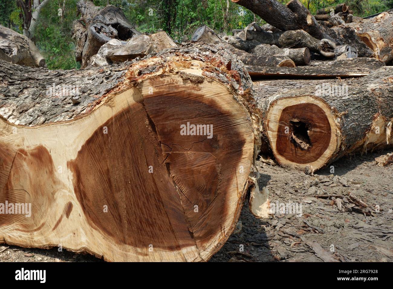 Deforestation, Wood logs from Forest in Thailand and Southeast Asia ...