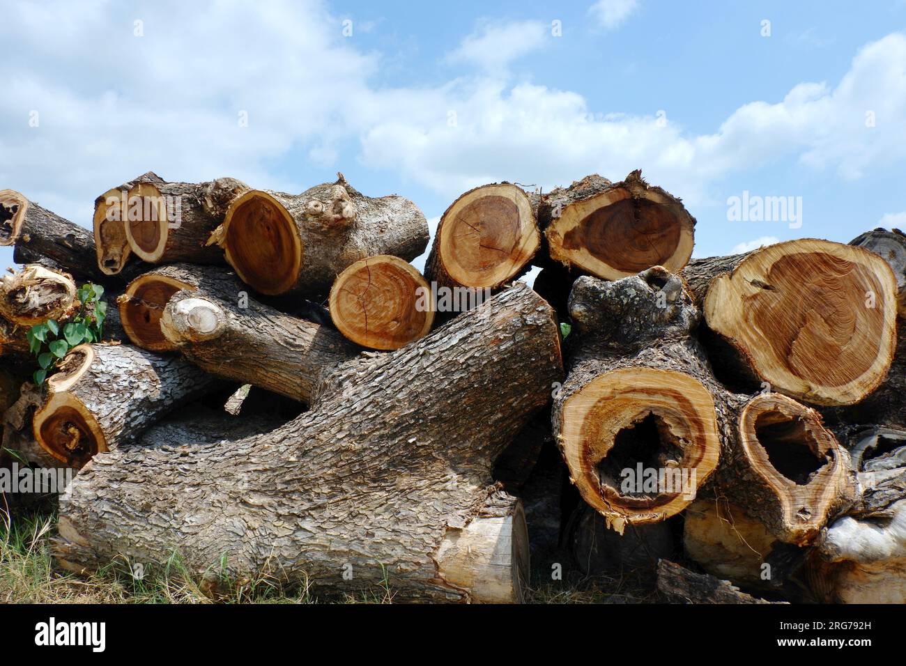 Deforestation, Wood logs from Forest in Thailand and Southeast Asia ...