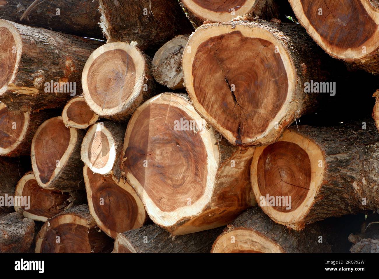 Deforestation, Wood logs from Forest in Thailand and Southeast Asia ...