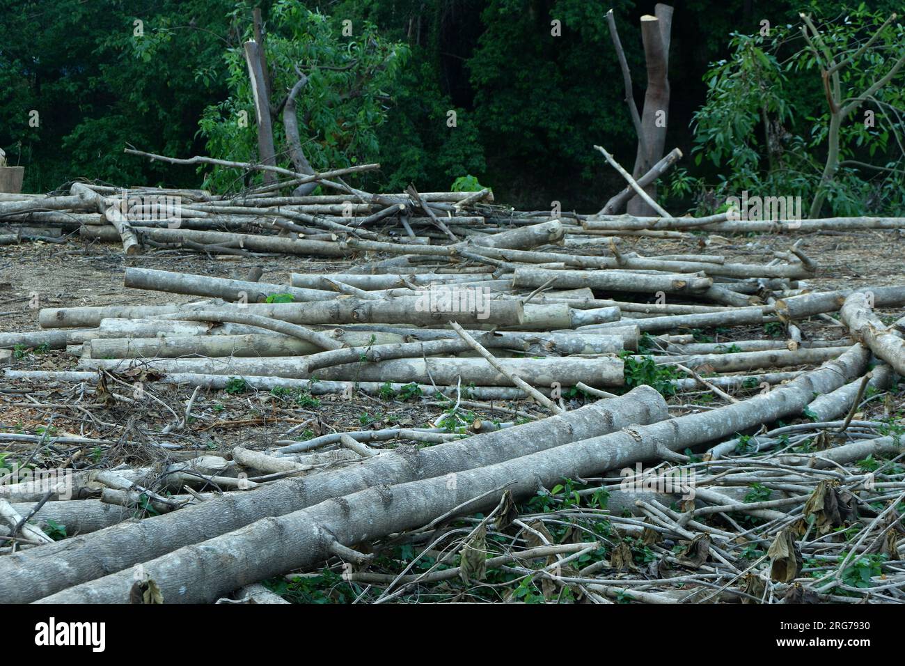 Deforestation, Wood logs from Forest in Thailand and Southeast Asia ...