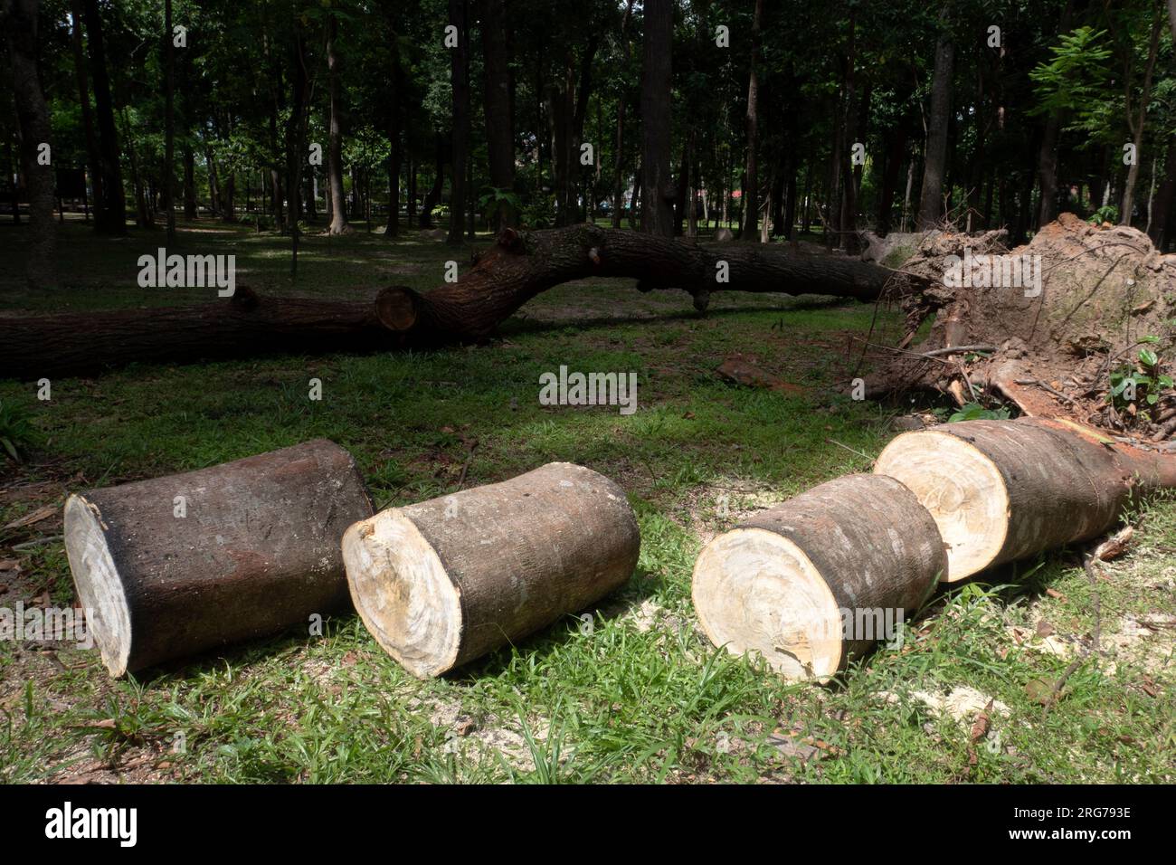 Deforestation, Wood logs from Forest in Thailand and Southeast Asia ...