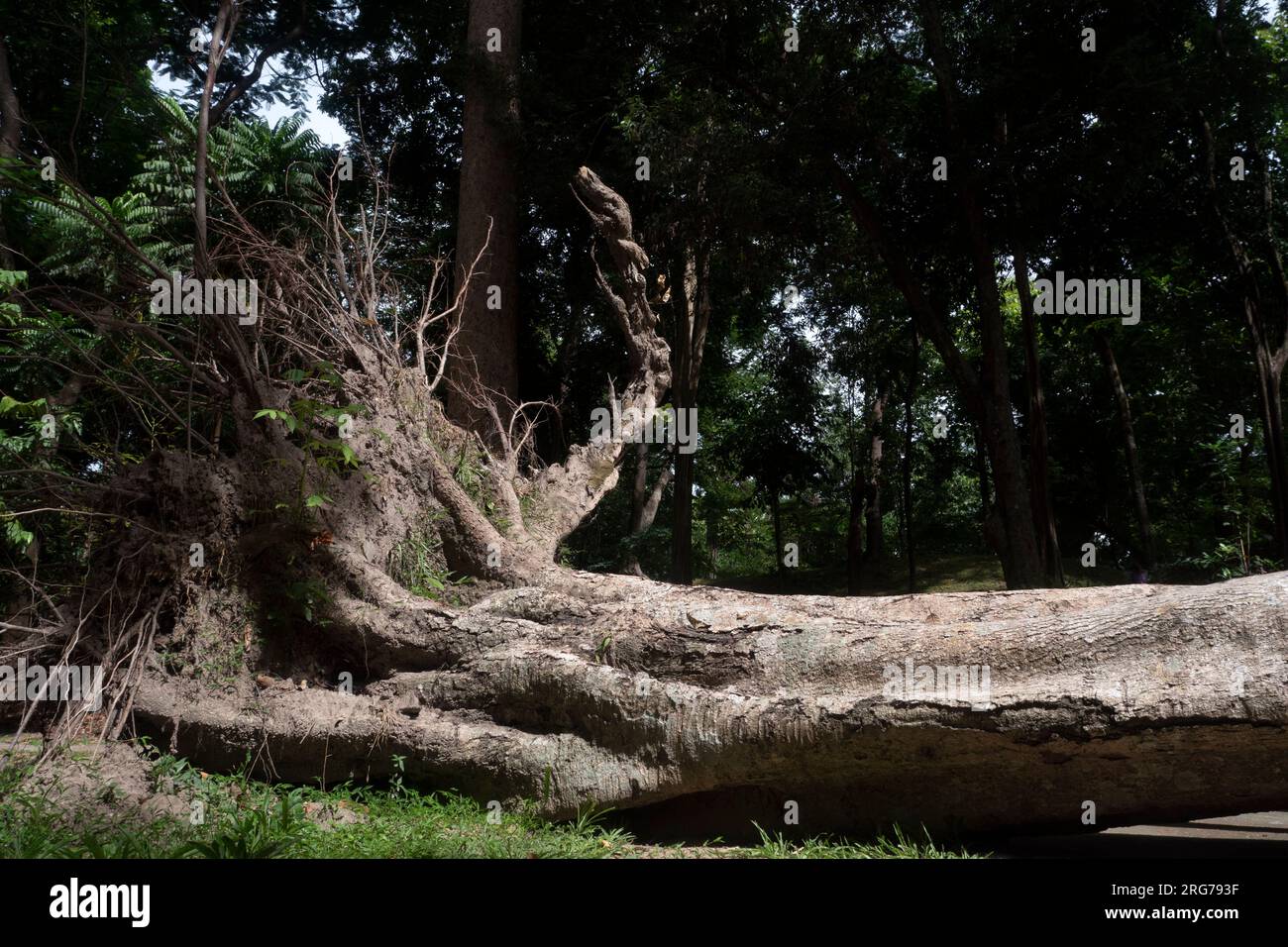 Deforestation, Wood logs from Forest in Thailand and Southeast Asia ...