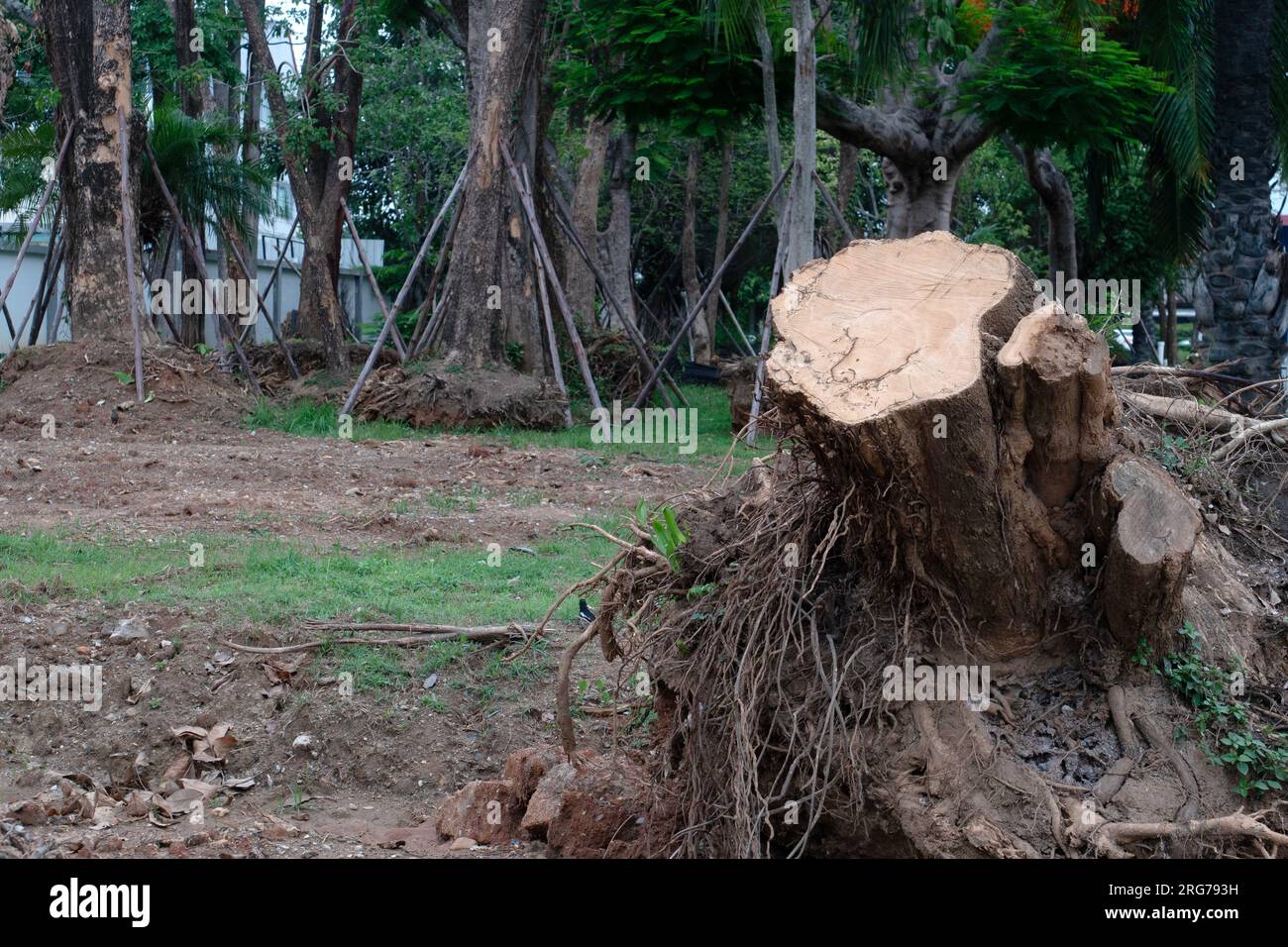 Deforestation, Wood logs from Forest in Thailand and Southeast Asia ...