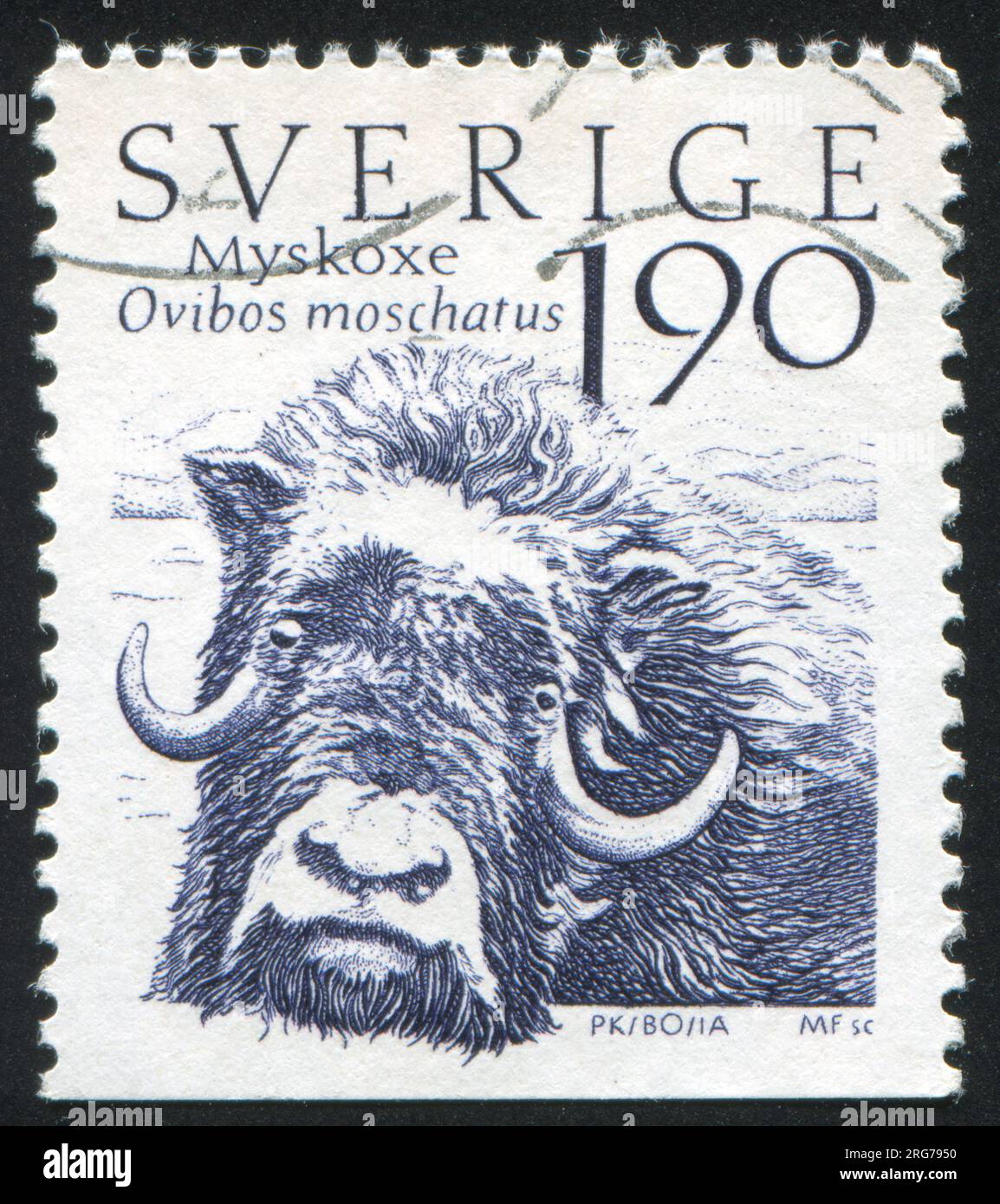 SWEDEN - CIRCA 1984: stamp printed by Sweden, shows Musk ox, circa 1984 ...