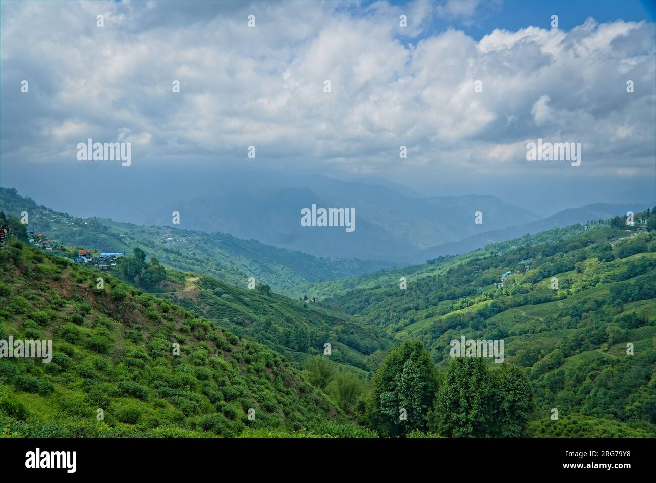 Darjeeling tea garden hi-res stock photography and images - Alamy