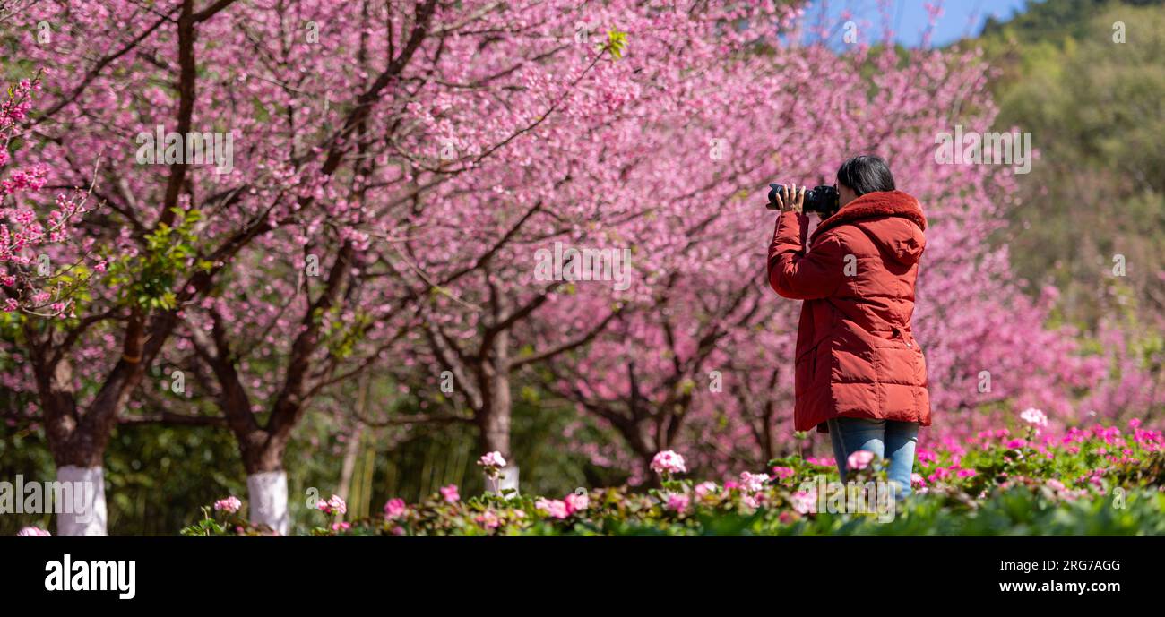 Female photographer taking pictures of cherry blossoms in the garden ...