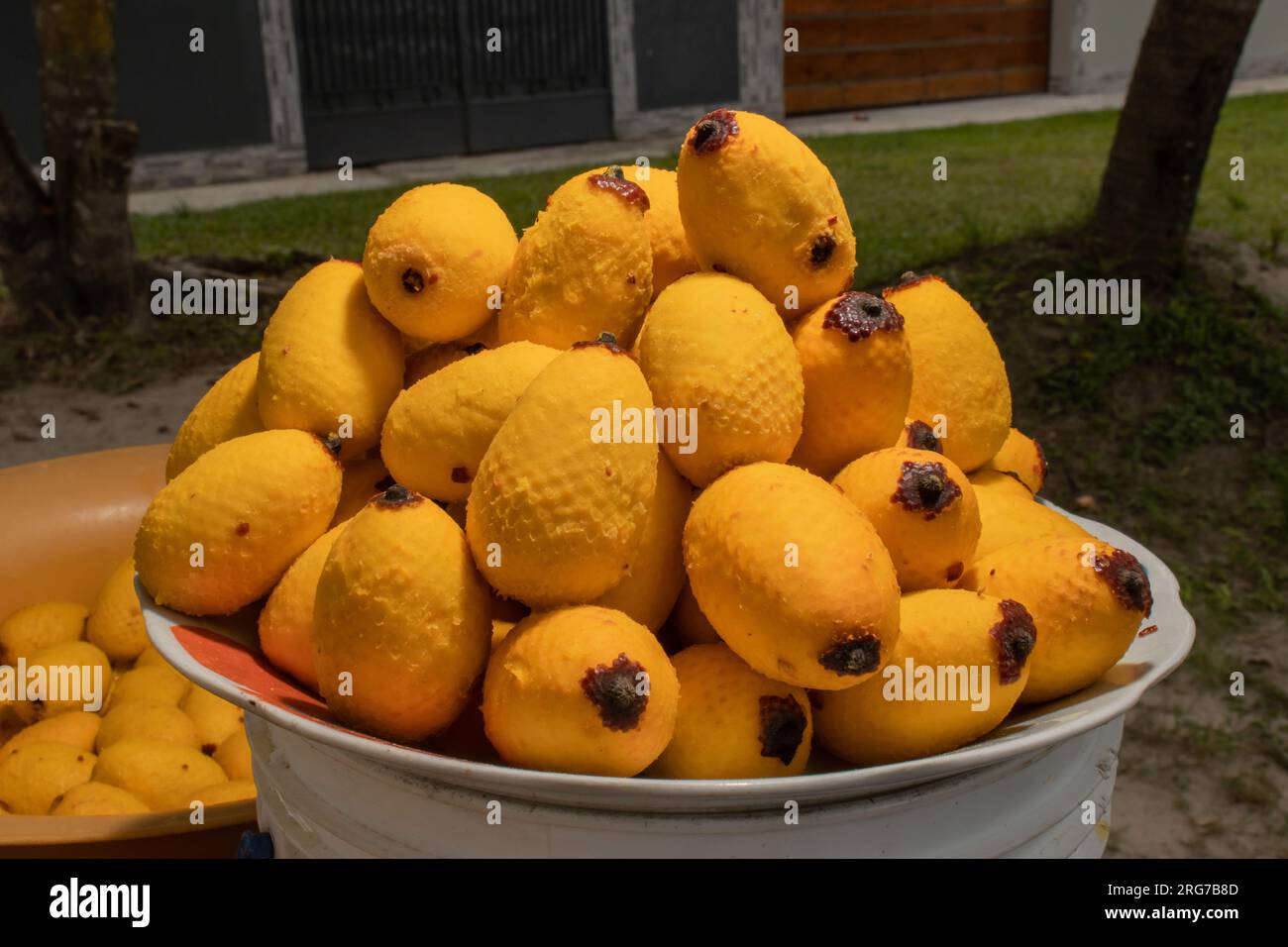 árbol maduro hi-res stock photography and images - Alamy