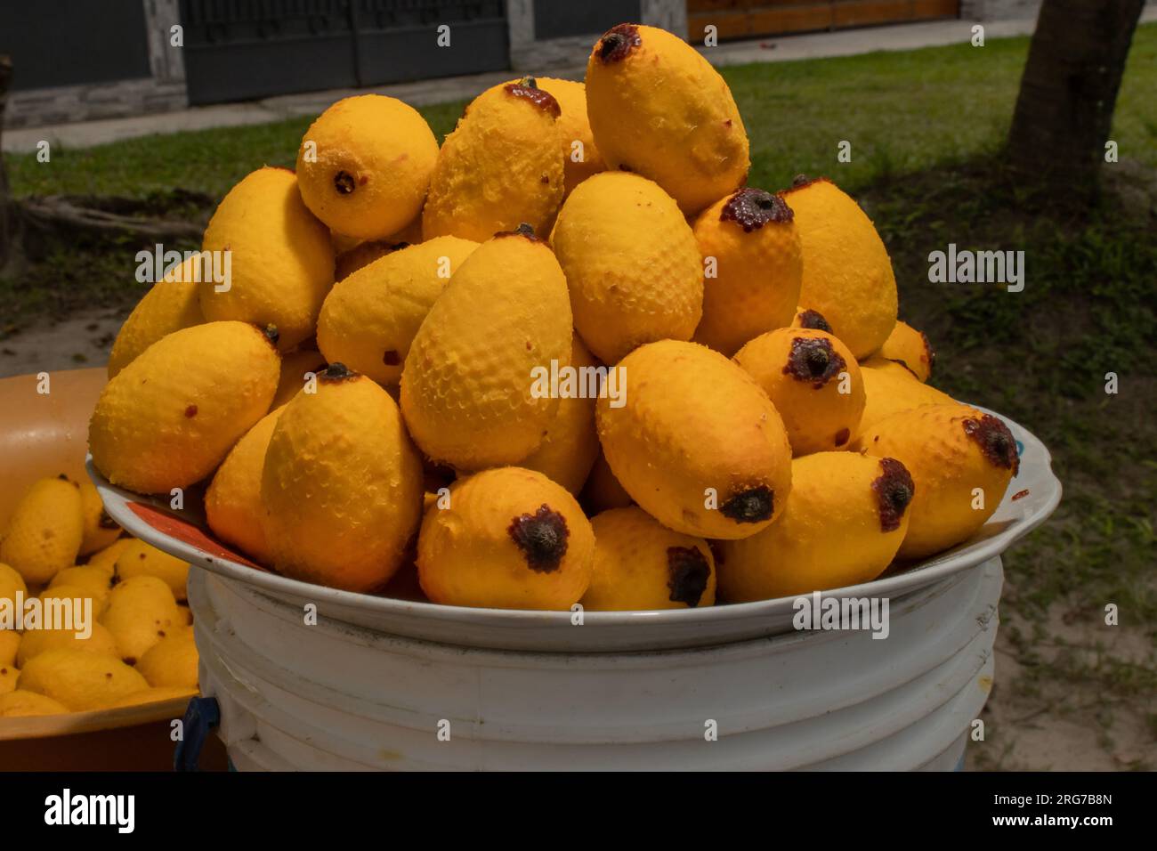 árbol maduro hi-res stock photography and images - Alamy
