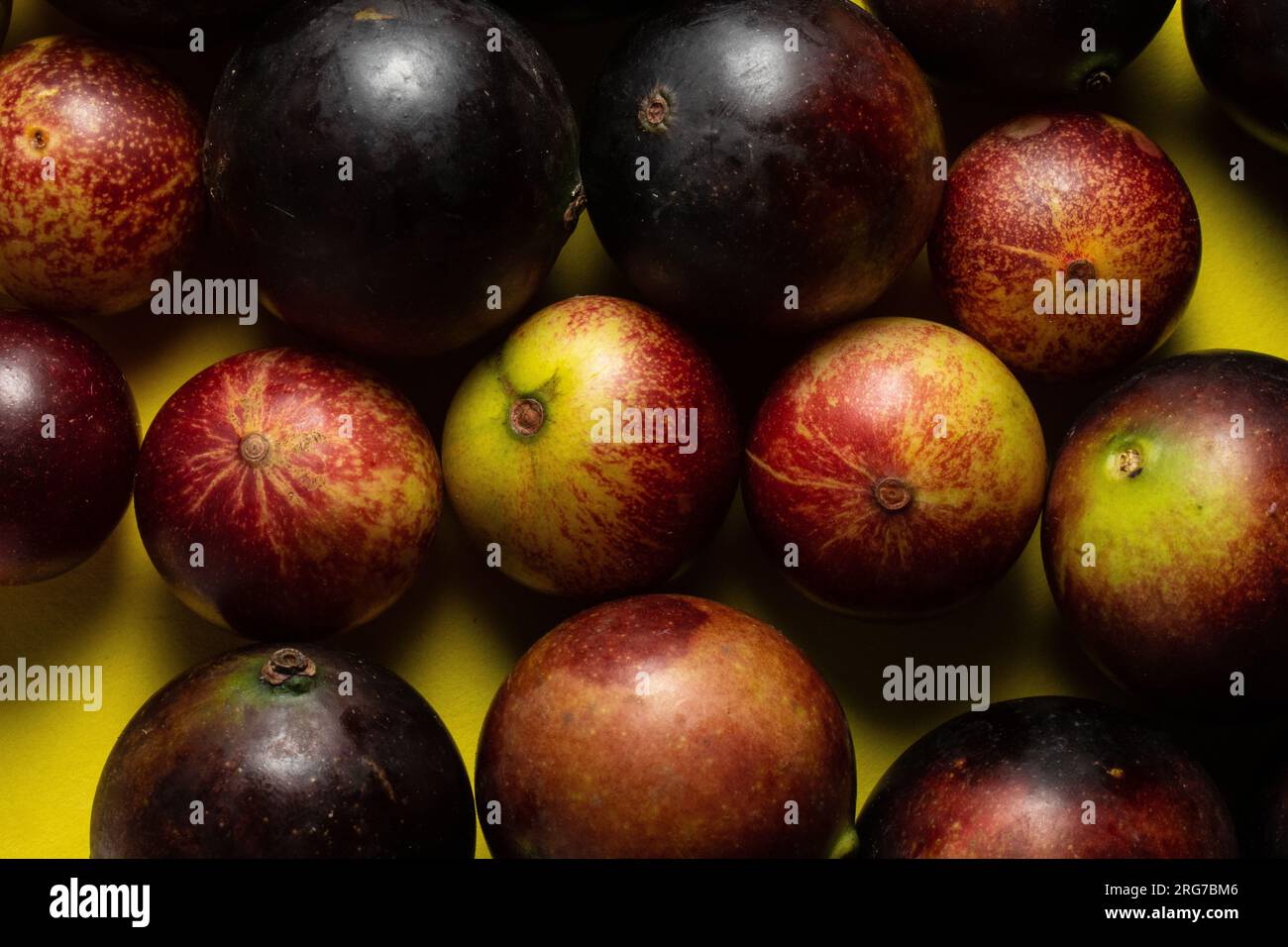 Camu camu is the fruit that contains the highest concentration of ...