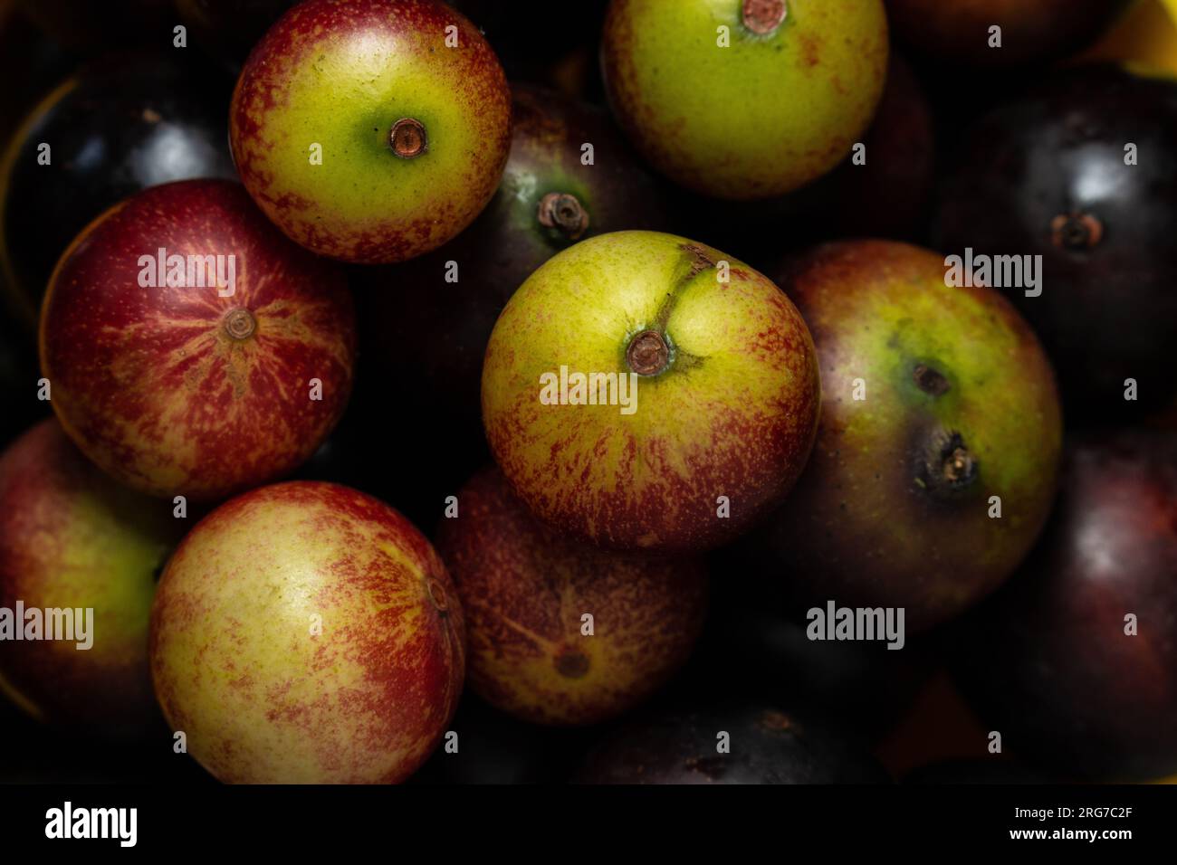 Camu camu is the fruit that contains the highest concentration of ...
