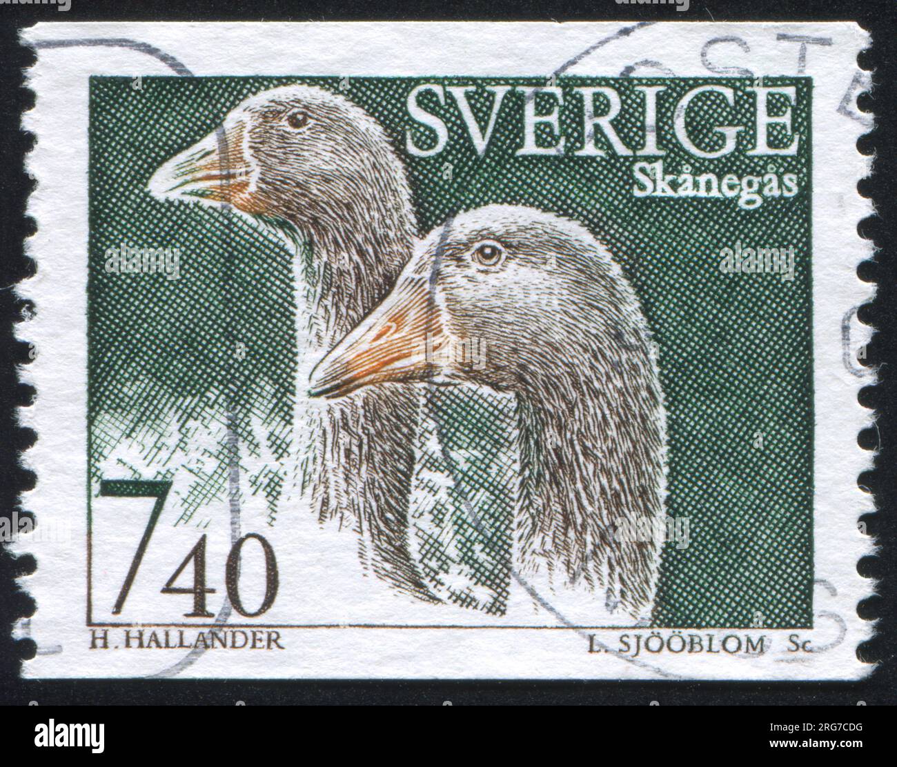 SWEDEN - CIRCA 1994: stamp printed by Sweden, shows Scanian goose ...