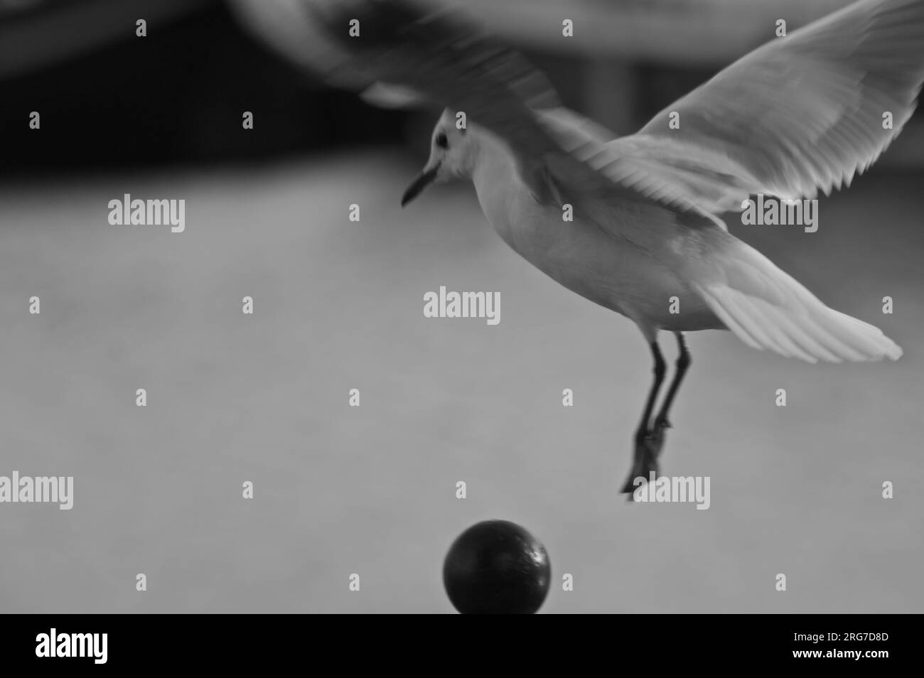 Close up landing Black and White Stock Photos & Images - Alamy