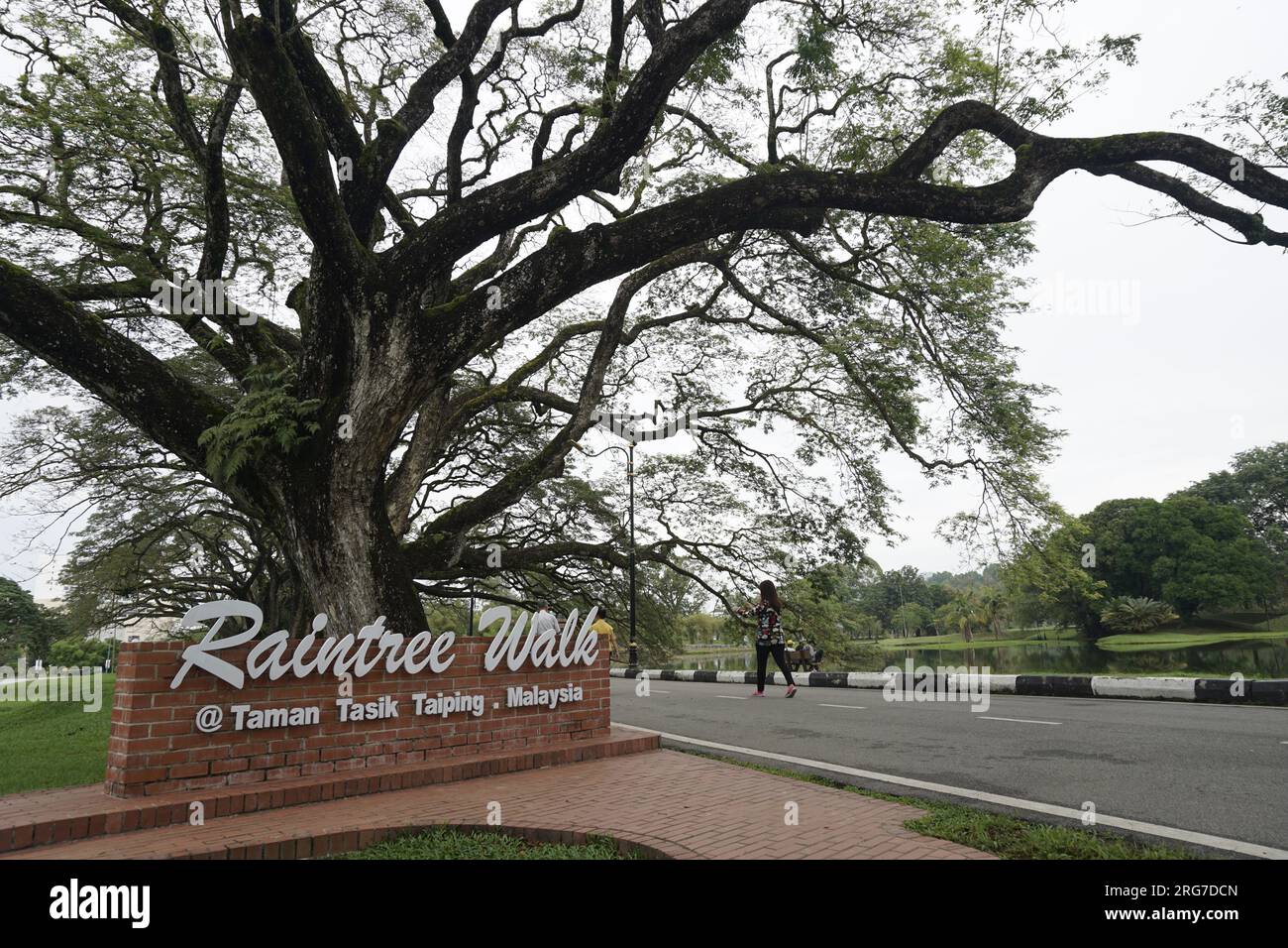 Raintree Walk, Taiping Lake Gardens, Malaysia Stock Photo - Alamy