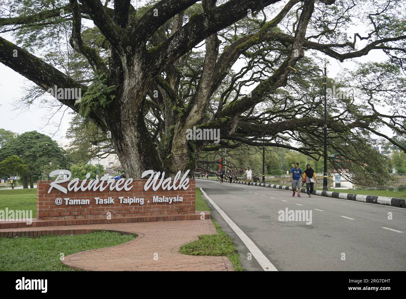 Raintree Walk, Taiping Lake Gardens, Malaysia Stock Photo - Alamy