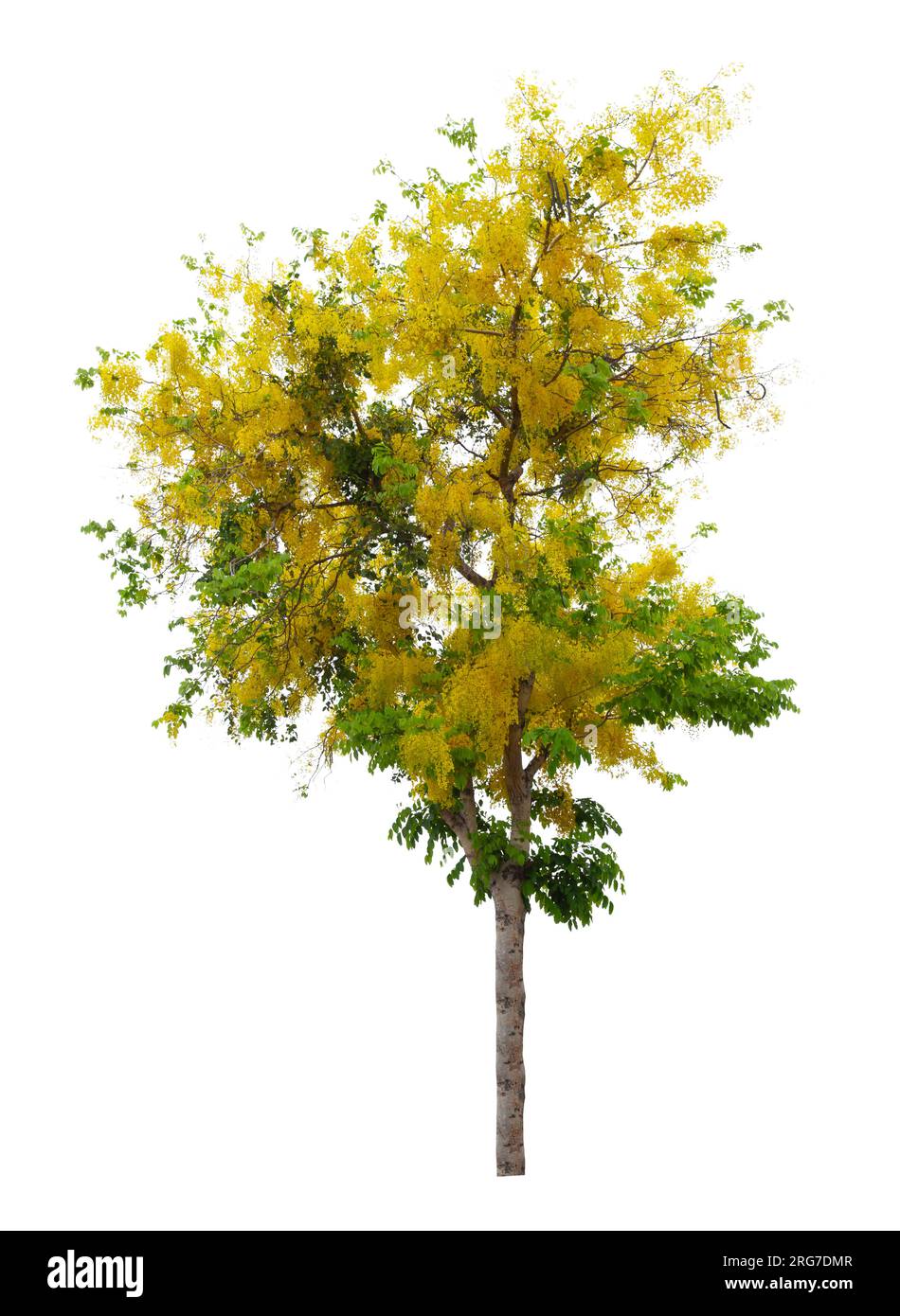 Cassia fistula tree or Golden shower National tree of Thailand and isolated on white background ...
