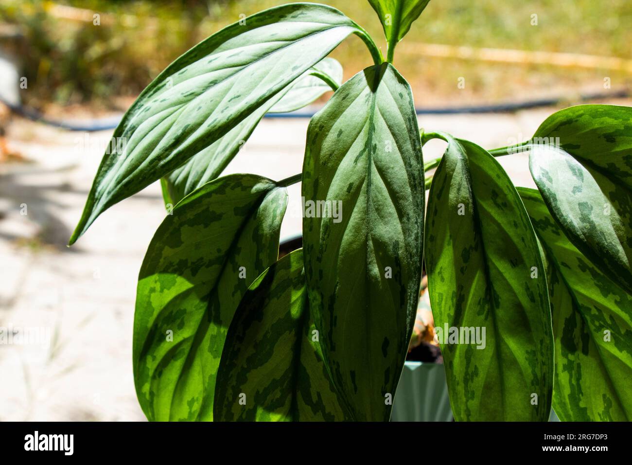 Aglaonema Maria Christina houseplant leaves Stock Photo - Alamy