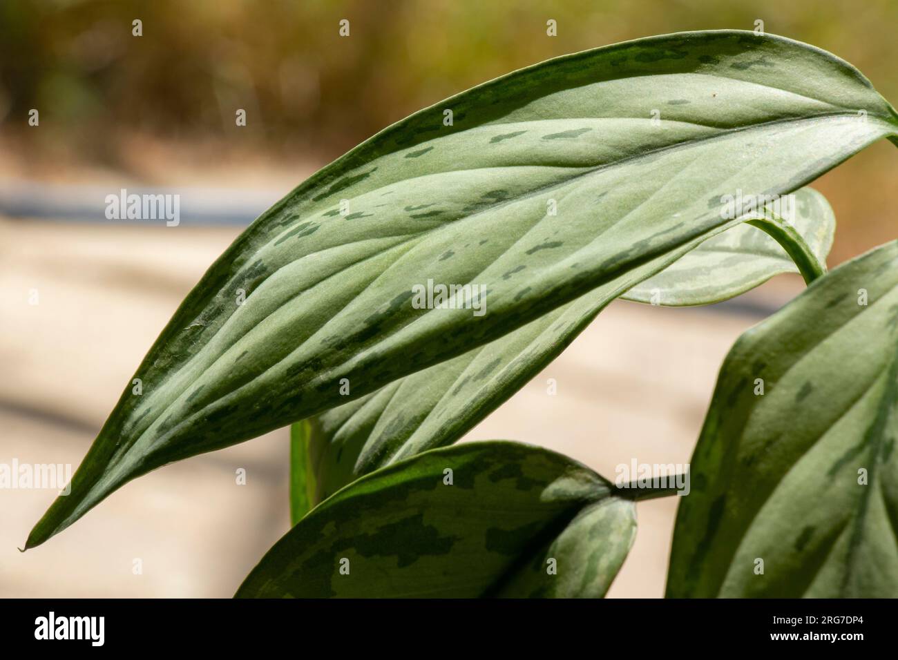 Aglaonema Maria Christina houseplant leaves Stock Photo - Alamy
