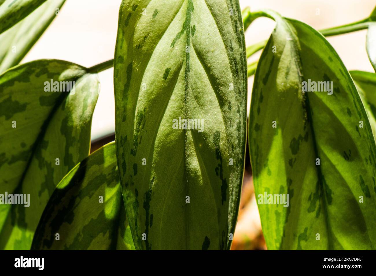 Aglaonema Maria Christina houseplant leaves Stock Photo - Alamy