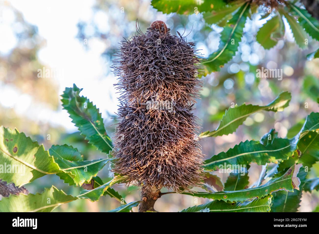 Photograph of large brown dead Bottle Brush plant heads hanging in a ...