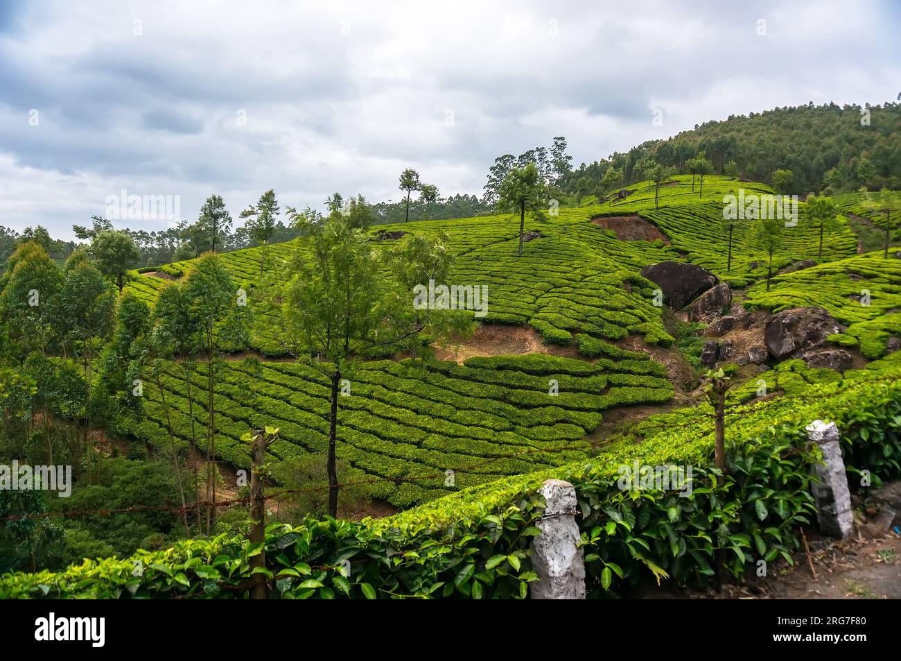 Landscape - Tea plantation fields in morning fog on sunrise. Munnar ...
