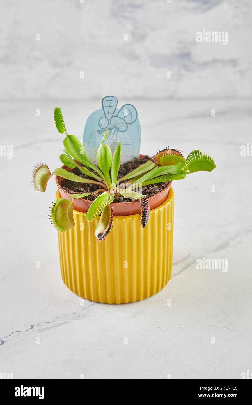 Dionaea Muscipula Venus Flytrap is carnivorous plant, carnivorous plant ...