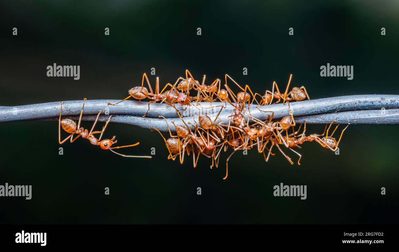 Red ants group working on barbed wire, Weaver ants macro photo ...