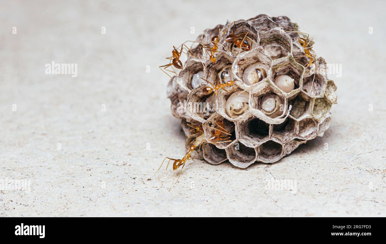 Team of yellow crazy ants on the wasp's nest, Ants Teamwork with ...