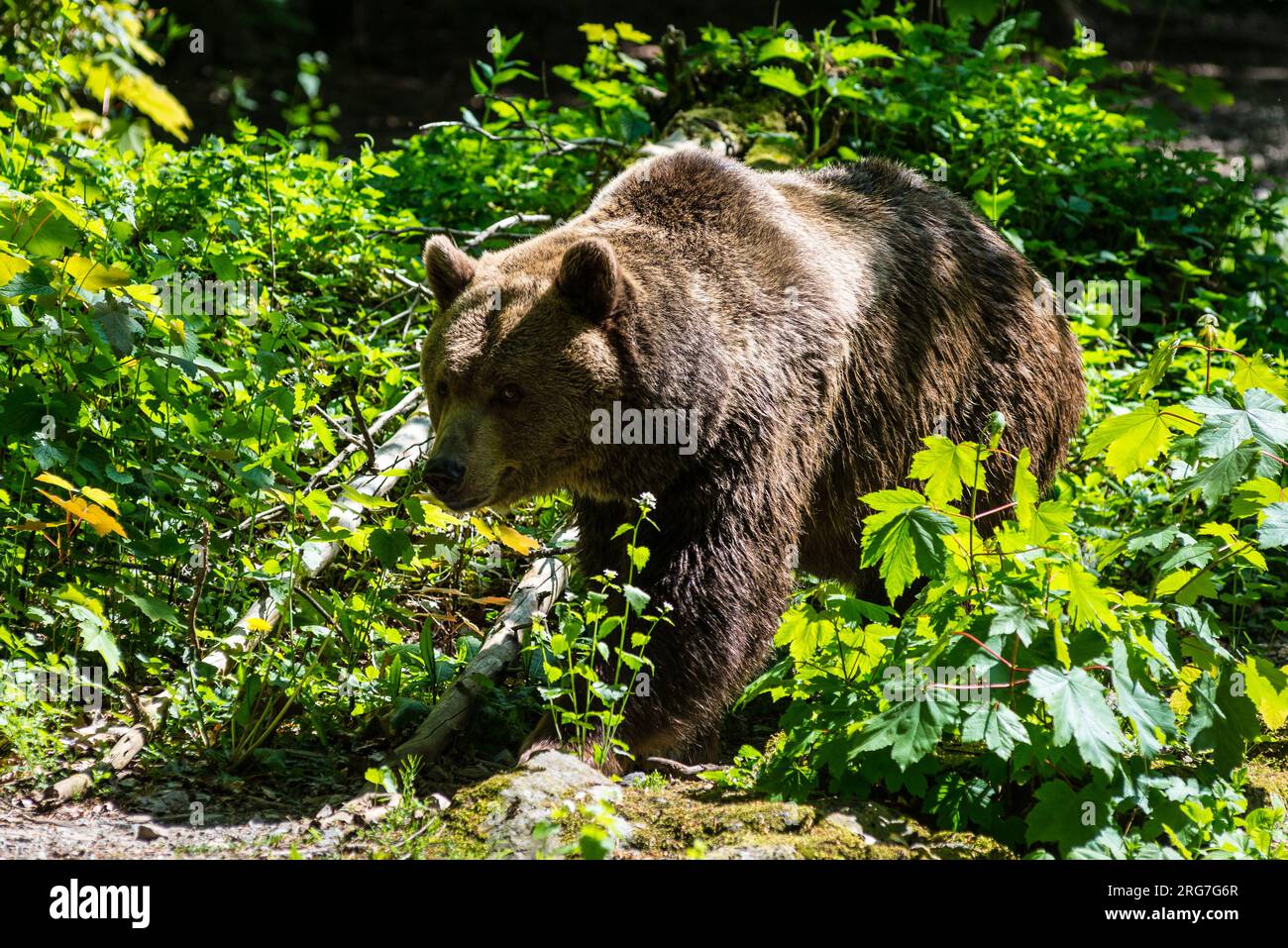 Brown bear walking on ground in nature in the Wuppertal Green Zoo in ...